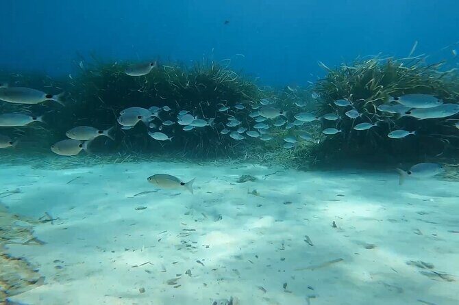 Snorkeling Excursion 1h30 Cap Dramont & Ile d'Or in Saint-Raphaël - Who Will Love This Tour?