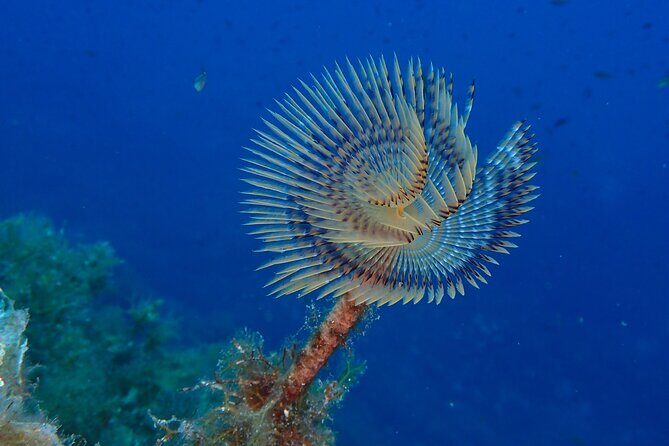 Snorkeling Excursion 1h30 Cap Dramont & Ile d'Or in Saint-Raphaël - FAQ