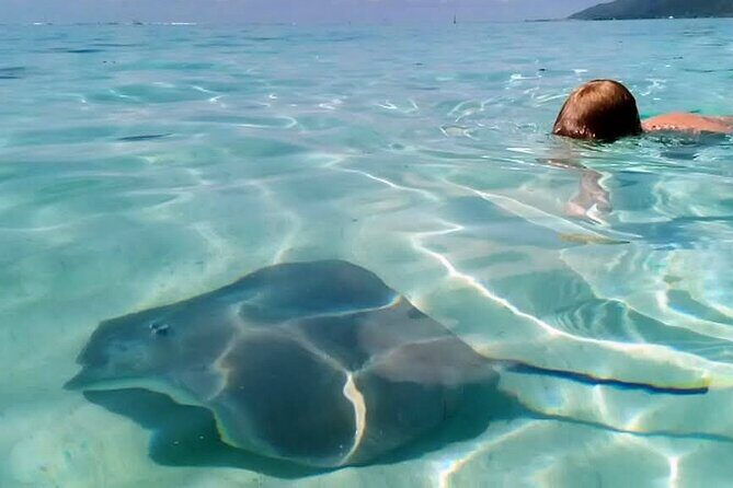 Snorkeling excursion and encounter with marine fauna in Moorea - Detailed Breakdown of the Experience