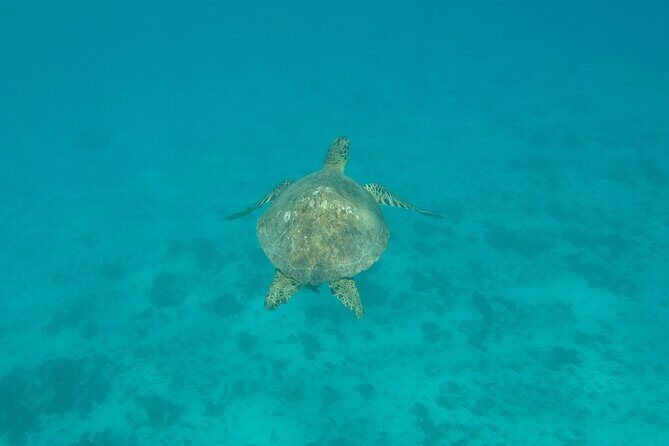 Snorkeling excursion and encounter with marine fauna in Moorea - The Sum Up