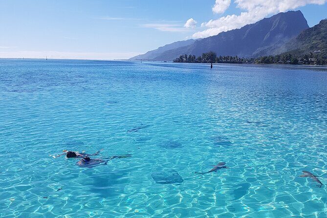 Snorkeling excursion, discovery of the lagoon, small group. - Key Points