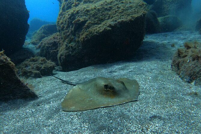 Snorkeling excursion in the Rayas and Turtles Zone - Practical Tips for the Best Experience