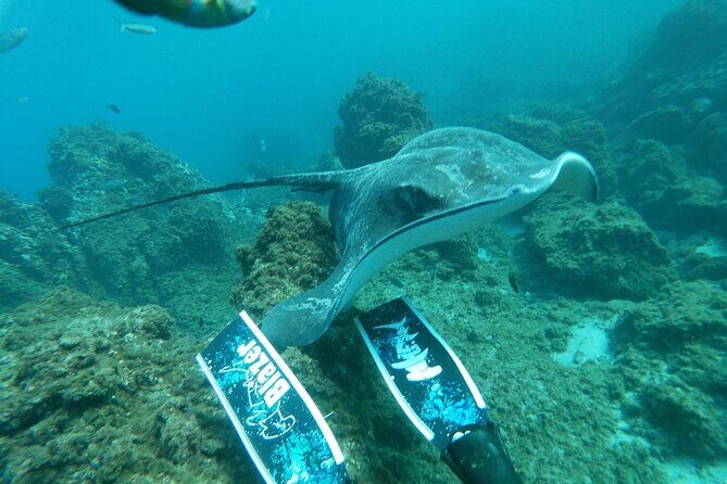 Snorkeling excursion in the Rayas and Turtles Zone - Who Should Consider This Tour?