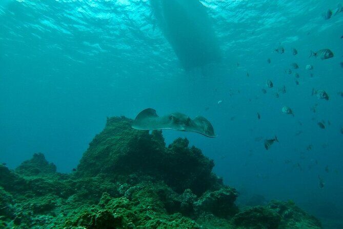 Snorkeling excursion in the Rayas and Turtles Zone - Final Thoughts