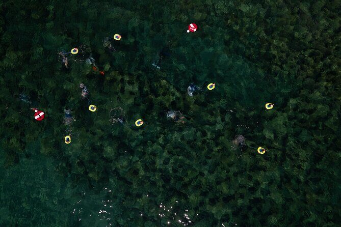 Snorkeling Experience on a NEMO Diving System - Authentic Experiences from Past Participants