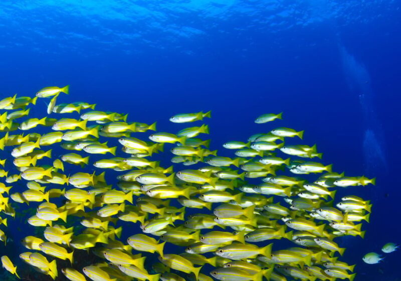 Snorkeling for beginners in crystal clear sea of Halkidiki - Introduction