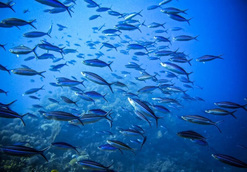 Snorkeling for beginners in crystal clear sea of Halkidiki - Overall Atmosphere and Suitability