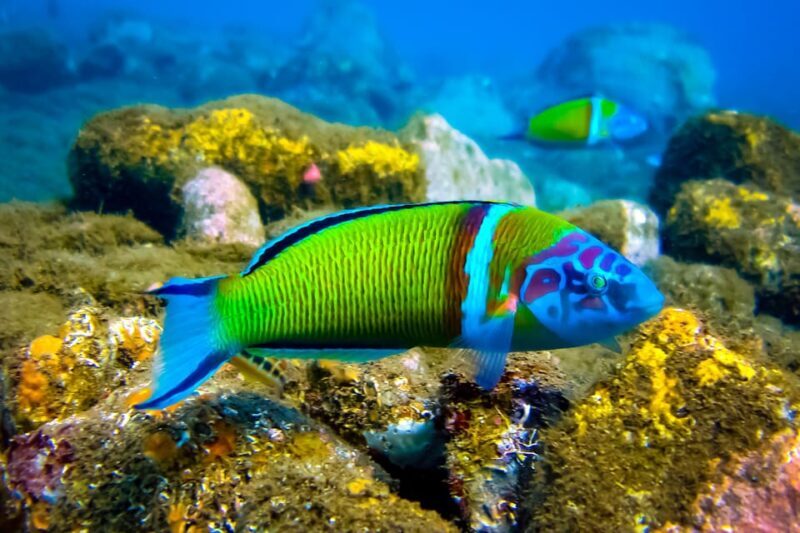 Snorkeling for beginners in crystal clear sea of Halkidiki - The Sum Up