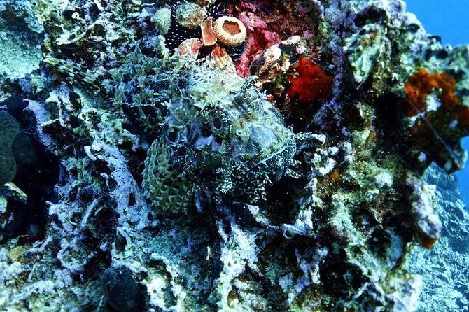 Snorkeling Fun Adventure in Athenian Riviera - Final Thoughts