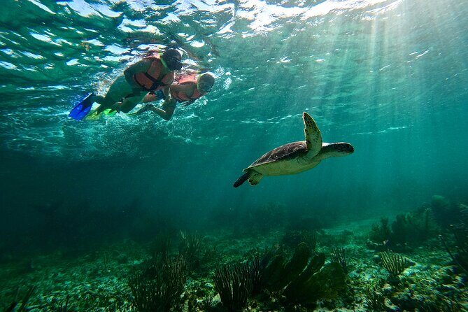 Snorkeling Guided Activity in Puerto Morelos Mexico - Key Points