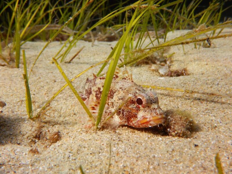 Snorkeling guided tour in beautiful Marathopoli - Practical Considerations