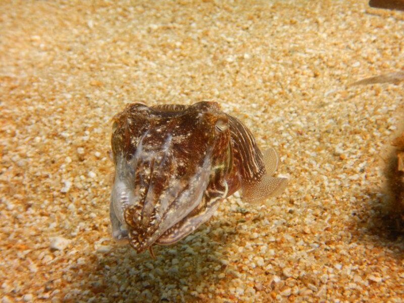 Snorkeling guided tour in beautiful Marathopoli - Why Travelers Love This Experience