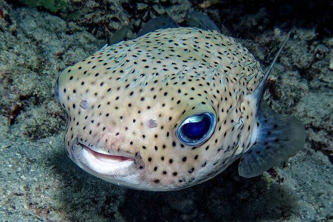 Snorkeling immersion in the wonders of Tahiti - Practical Tips for Booking and Enjoying Your Snorkeling Tour