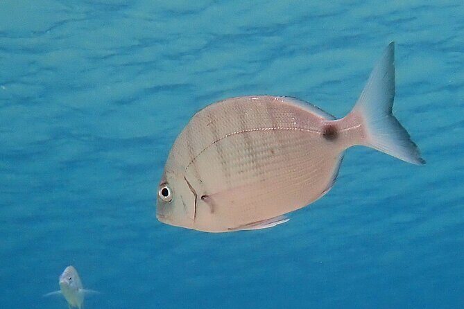 Snorkeling in Costa Teguise: 2-Hour Guided Tour in Lanzarote - FAQ