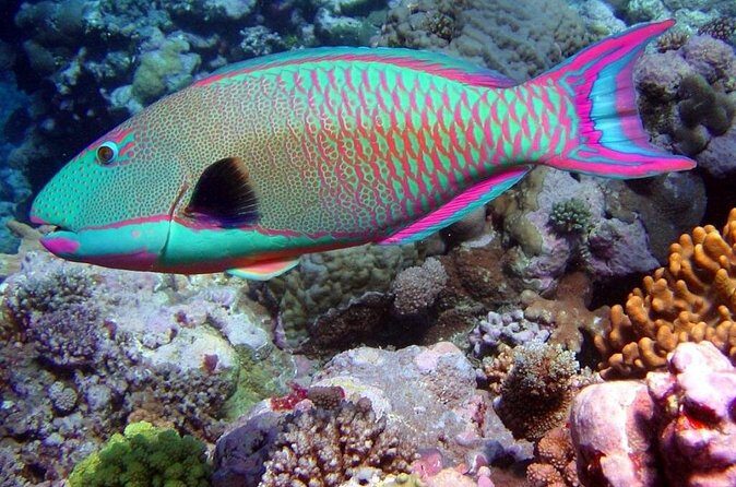 Snorkeling in Puerto Morelos - Who Will Love This Tour?