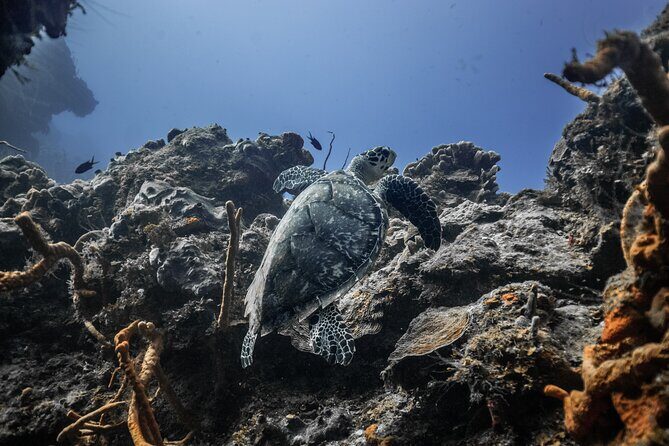Snorkeling in San Jose del Cabo - An In-Depth Look at the Snorkeling Tour in San Jose del Cabo