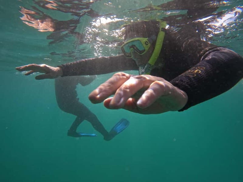 Snorkeling in tenerife south: Discover the underwater world - Key Points