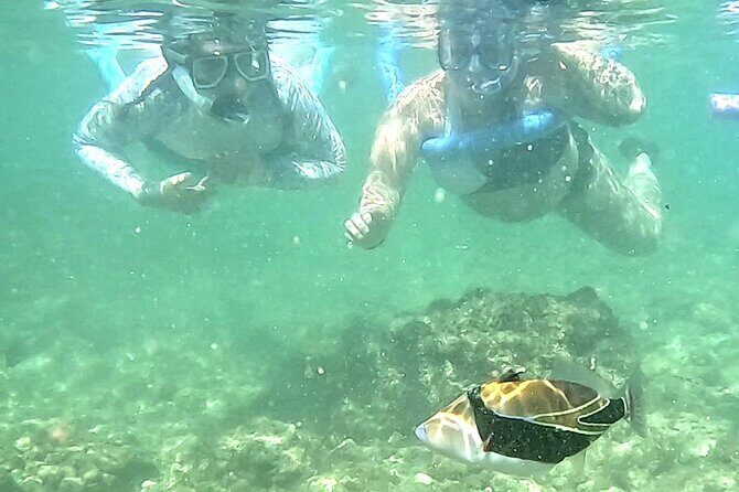 Snorkeling in Waikiki Many Fish All Levels Free Video & Pics! - Who Should Book This Tour?