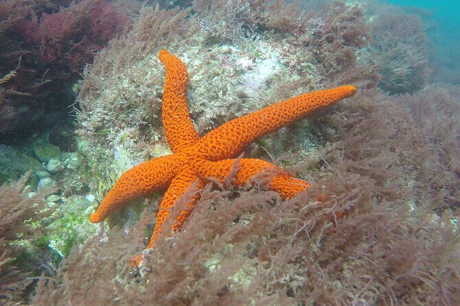 Snorkeling - Marine Park Discovery - The Practical Side: Costs, Duration, and Booking