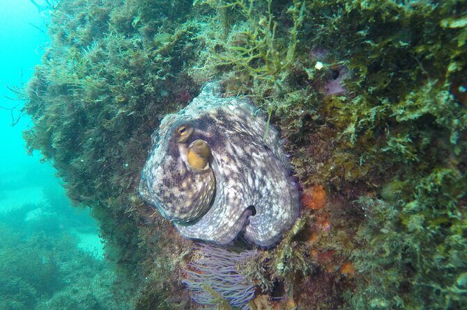 Snorkeling - Marine Park Discovery - Who Should Consider This Tour?