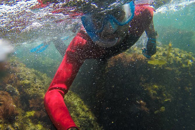 Snorkeling - Marine Park Discovery - Final Thoughts: Is It Worth It?