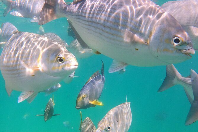 Snorkeling On Chilean Beach Transportation And Drinks Included - Frequently Asked Questions