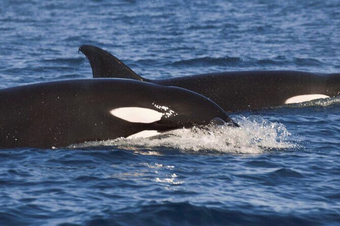 Snorkeling Open Ocean Wildlife Safari in Los Cabos with Photos Included - A Deep Dive into the Experience