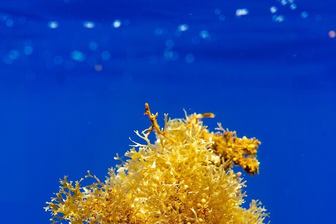 Snorkeling picnic in 4h30 with lunch in Tahiti - What to Expect from the Tour: A Step-by-Step Breakdown