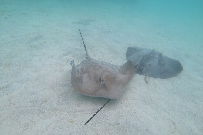 Snorkeling picnic in 4h30 with lunch in Tahiti - FAQs