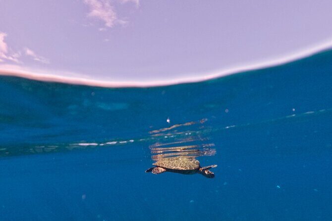 Snorkeling picnic in 4h30 with lunch in Tahiti - Final Thoughts