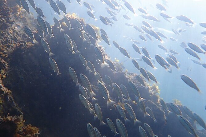 Snorkeling San Carlos with a Marine Biologist - The Sum Up: Is It Worth It?