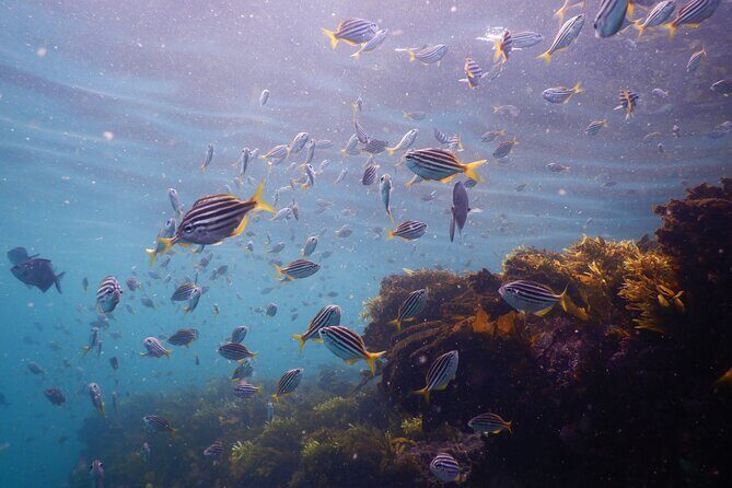 Snorkeling To Discover Sydney's Underwater Wonders - Who Will Love This Tour?
