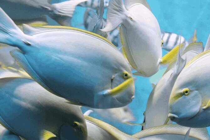 Snorkeling Tour at Land's End in Cabo San Lucas - Key Points