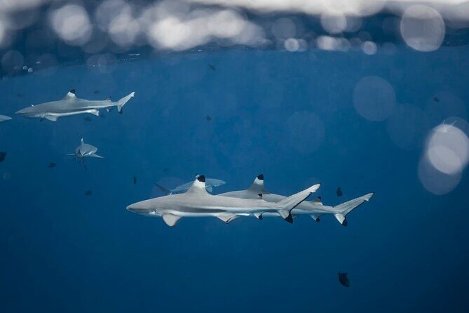 Snorkeling tour by boat on Moorea - Who Will Love This Tour?