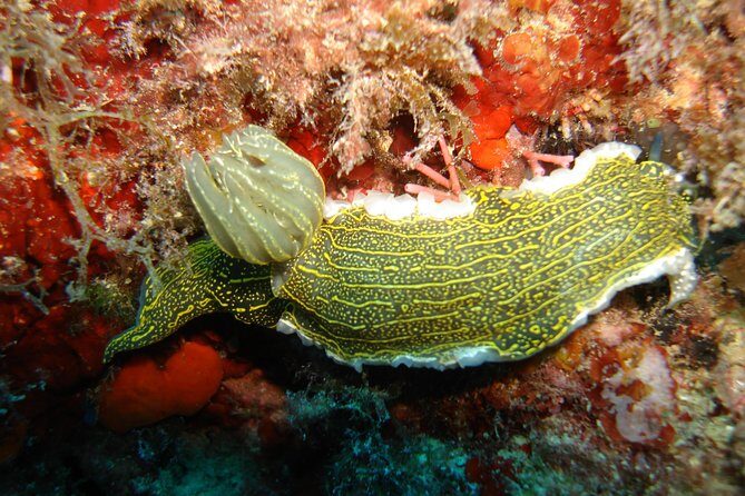 Snorkeling Tour Coast to Coast Taormina and Isola Bella - Practical Details and Tips