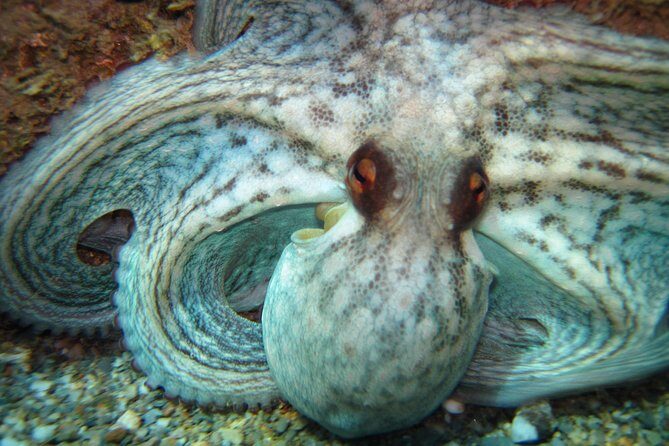 Snorkeling Tour Coast to Coast Taormina and Isola Bella - Addressing Negative Feedback