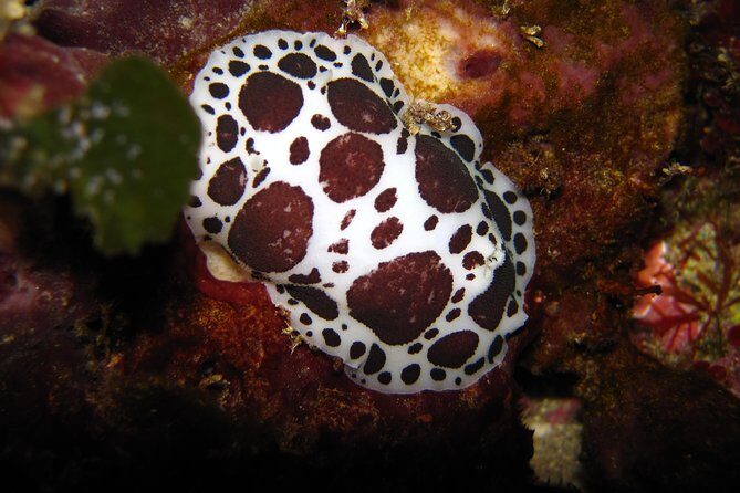 Snorkeling Tour Coast to Coast Taormina and Isola Bella - Who Should Consider This Tour?