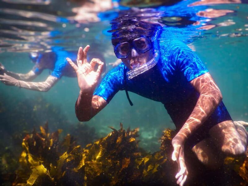 Snorkeling Tour: Discover Sydneys impressive sea life - An In-Depth Look at the Snorkeling Experience in Sydney