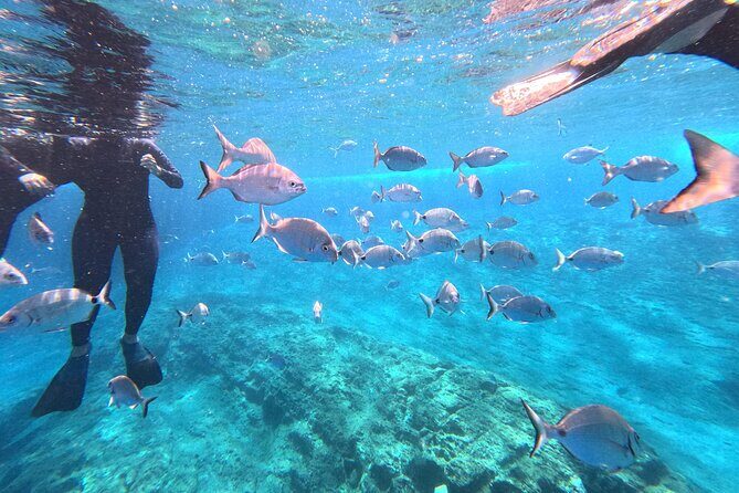 Snorkeling Tour Ilhéu from Vila Franca do Campo - Diving into the Itinerary: What to Expect