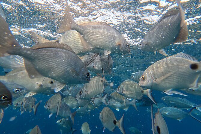 Snorkeling Tour Ilhéu from Vila Franca do Campo - Why This Tour Works: The Authentic Touch and Marine Encounters