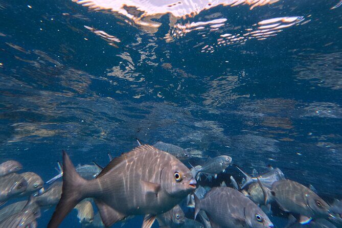 Snorkeling Tour Ilhéu from Vila Franca do Campo - Who Will Love This Tour?