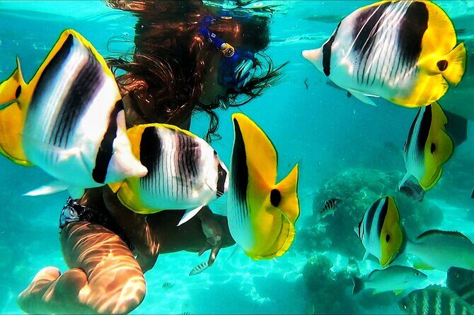 Snorkeling Tour in Moorea Aquatic Adventure Half Day - Practical Tips for Making the Most of Your Tour  