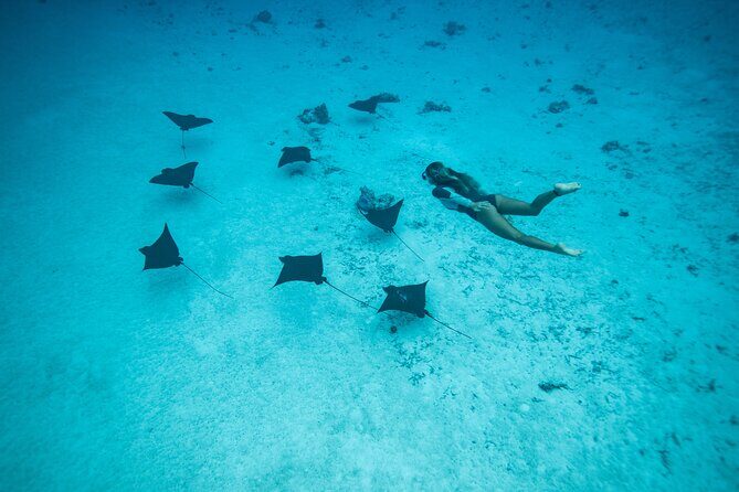 Snorkeling Tour in Moorea Aquatic Adventure Half Day - Price and Value Analysis  