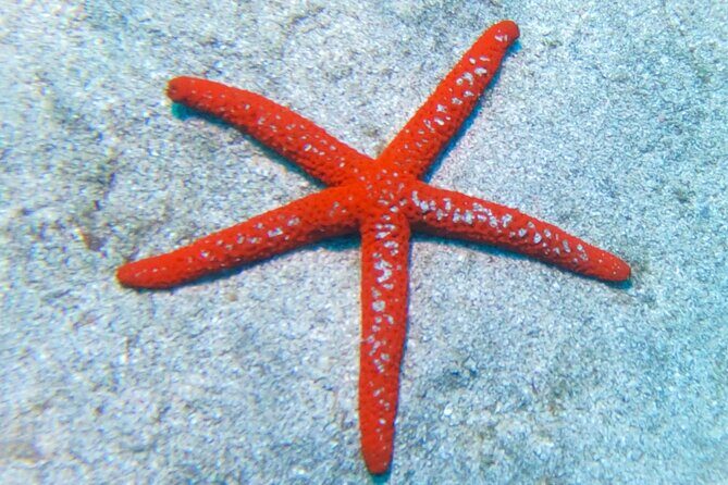 Snorkeling with a Professional Instructor in Tenerife - What to Expect from Your Snorkeling Experience in Tenerife
