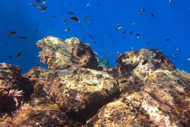 Snorkeling with a Professional Instructor in Tenerife - Practical Details: Logistics and Tips