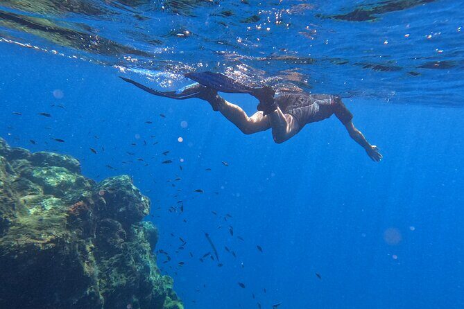 Snorkeling with a Professional Instructor in Tenerife - Who Should Book This Tour?