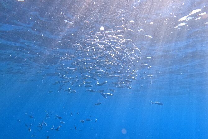 Snorkeling with a Professional Instructor in Tenerife - FAQ