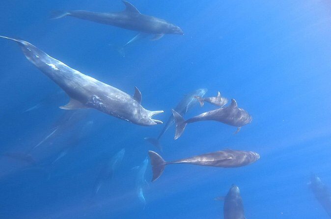 Snorkeling with Mobulas in La Ventana Bay Round trip from La Paz - Final Thoughts: Is It Worth It?