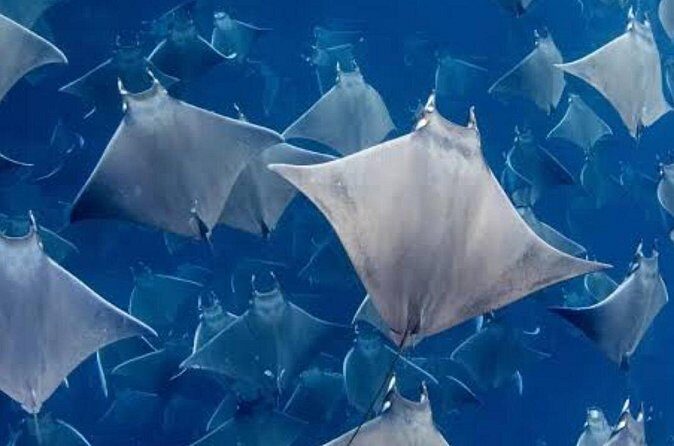 Snorkeling with Mobulas in La Ventana Bay Round trip from La Paz - FAQ