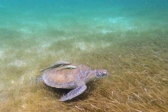 Snorkeling with Sea Turtles and Cenote Adventure - Exploring the Itinerary: What to Expect from Start to Finish